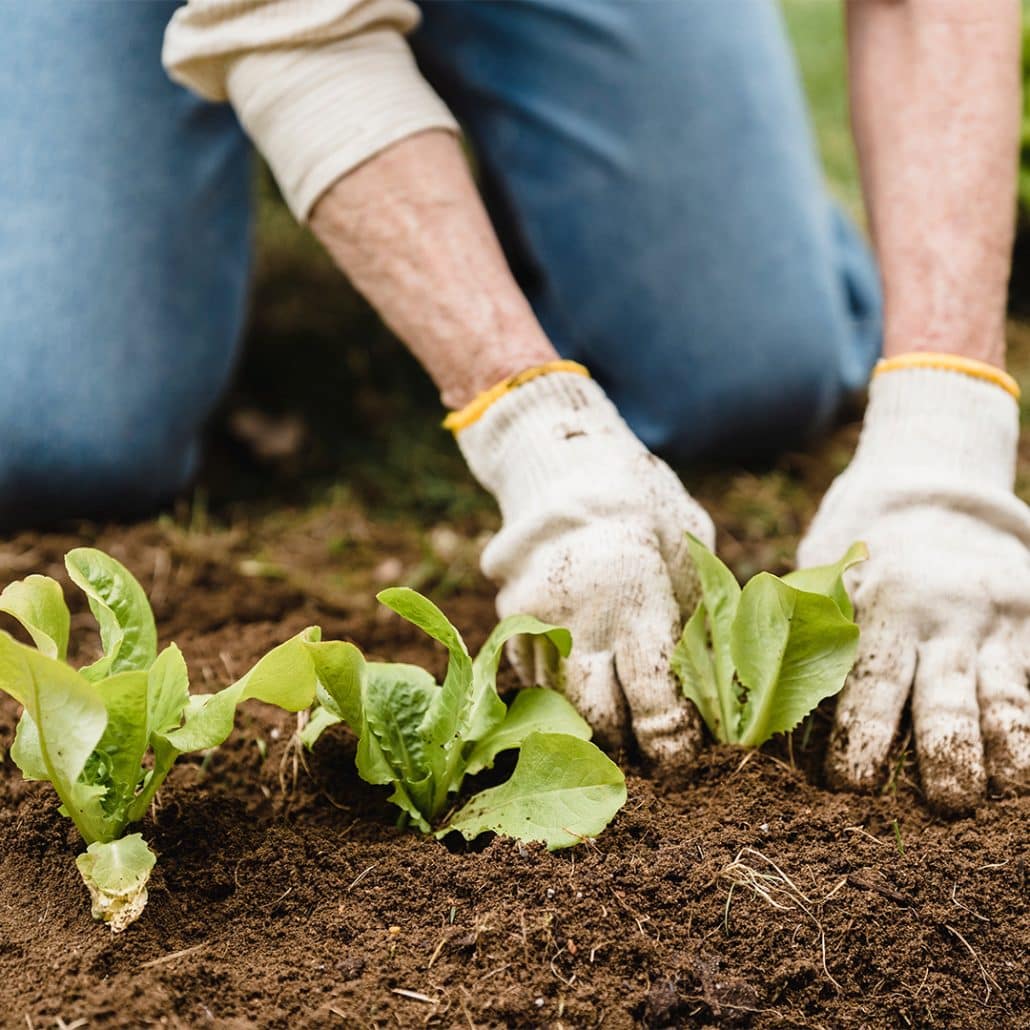 5 dos and don’ts for starting your own veggie patch - MyKitchen