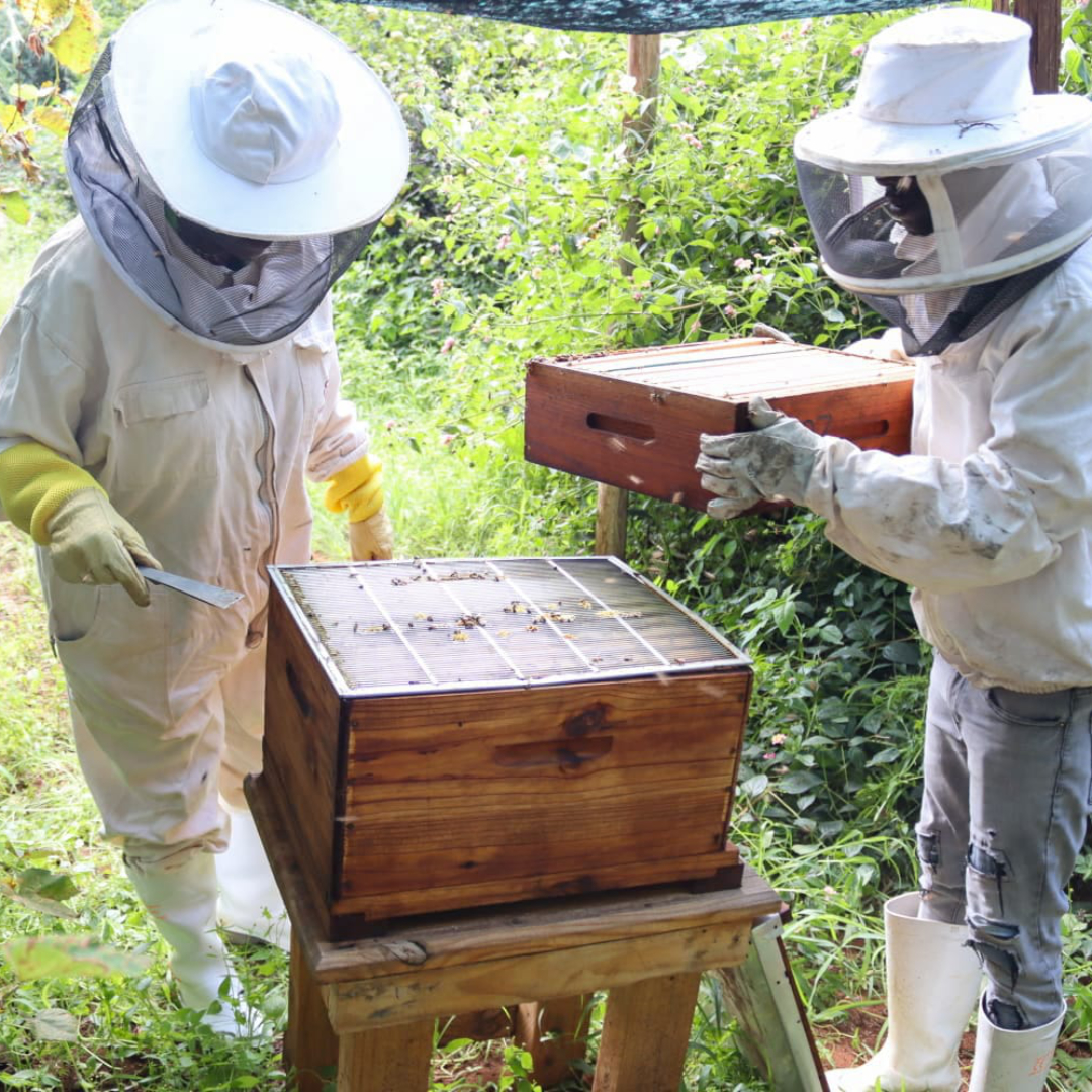 Bongi Bees: A Woman-Owned Beekeeping Business - MyKitchen